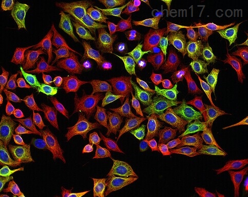 人胚肾细胞 293T-化工仪器网